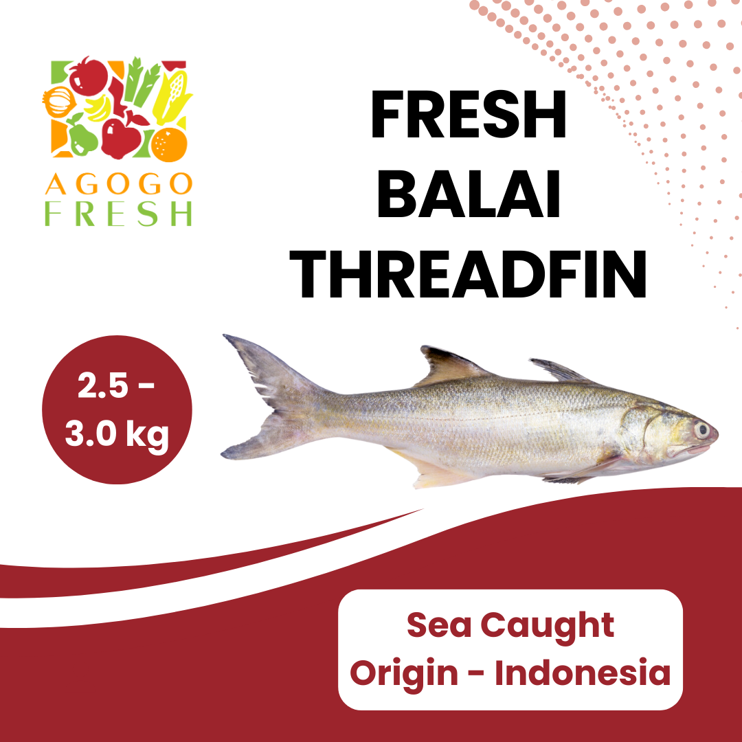 Fresh Sea Caught Balai Threadfin (1.5 - 4kg) – Agogo Fresh